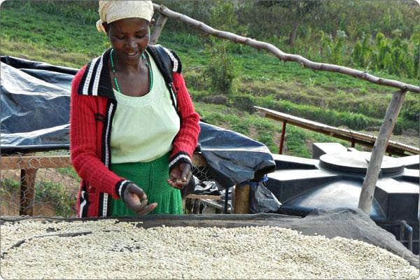 Rwanda "Sholi" Microlot: Fair Trade Organic Coffee – Grounds for Change